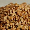 Organic Whole Hard Red Winter Wheat Berries // Central Milling ...